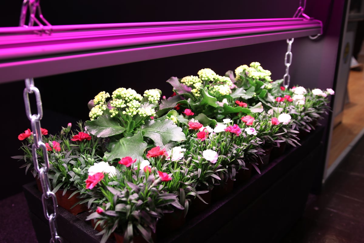 Crop Science | LED Solutions for Research, Breeding, and Protection Crop Science | LED Solutions for Research, Breeding, and Protection