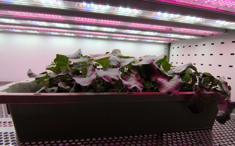 Crop Science | LED Solutions for Research, Breeding, and Protection